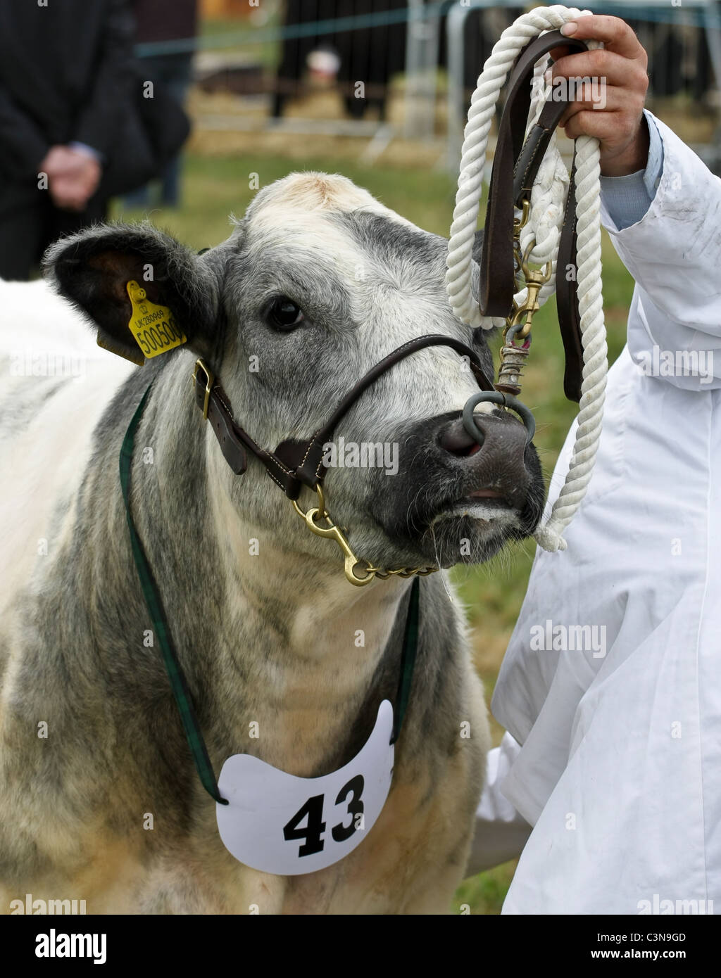 Competition cow at the South Suffolk Show held at Ampton, Suffolk on ...