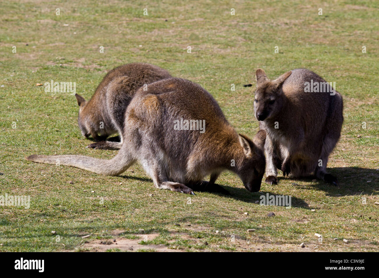 Three lovely wallabys enjoying a feed on a lovely Spring day Stock ...
