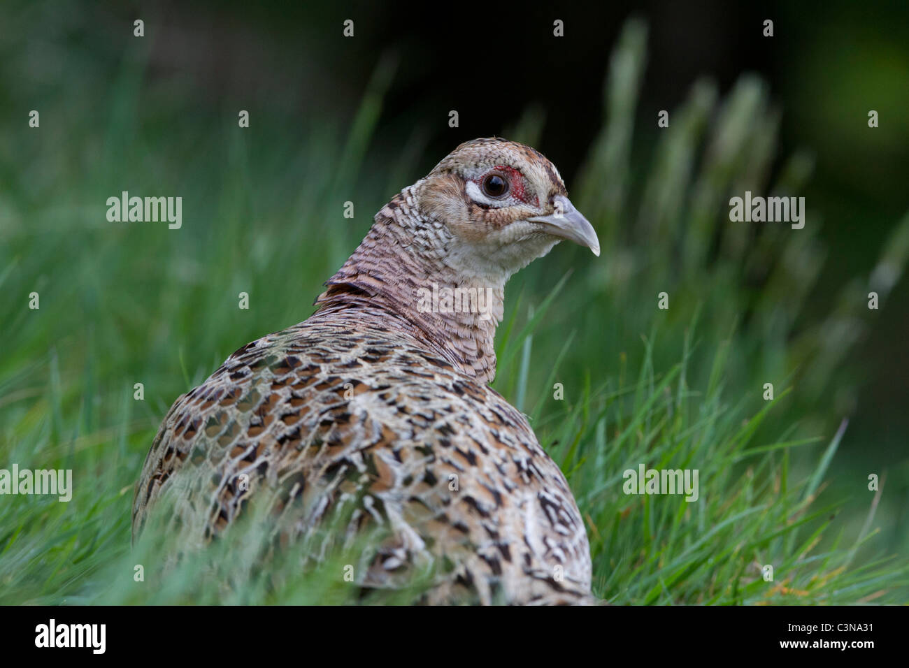 Female Pheasant (Phasianus colchicus). Spring, Derbyshire UK Stock ...