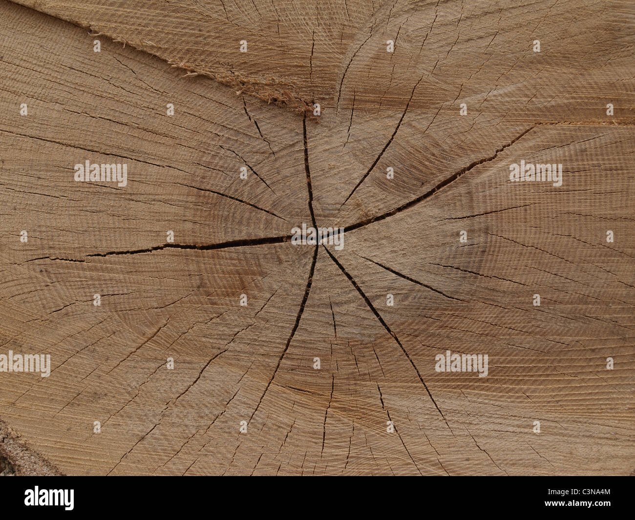 End cut tree tree showing hi-res stock photography and images - Alamy