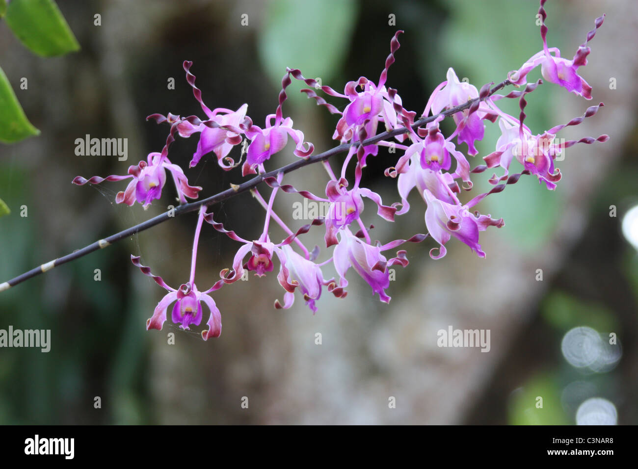 Sepik Blue Orchid Dendrobium lasianthera Stock Photo - Alamy