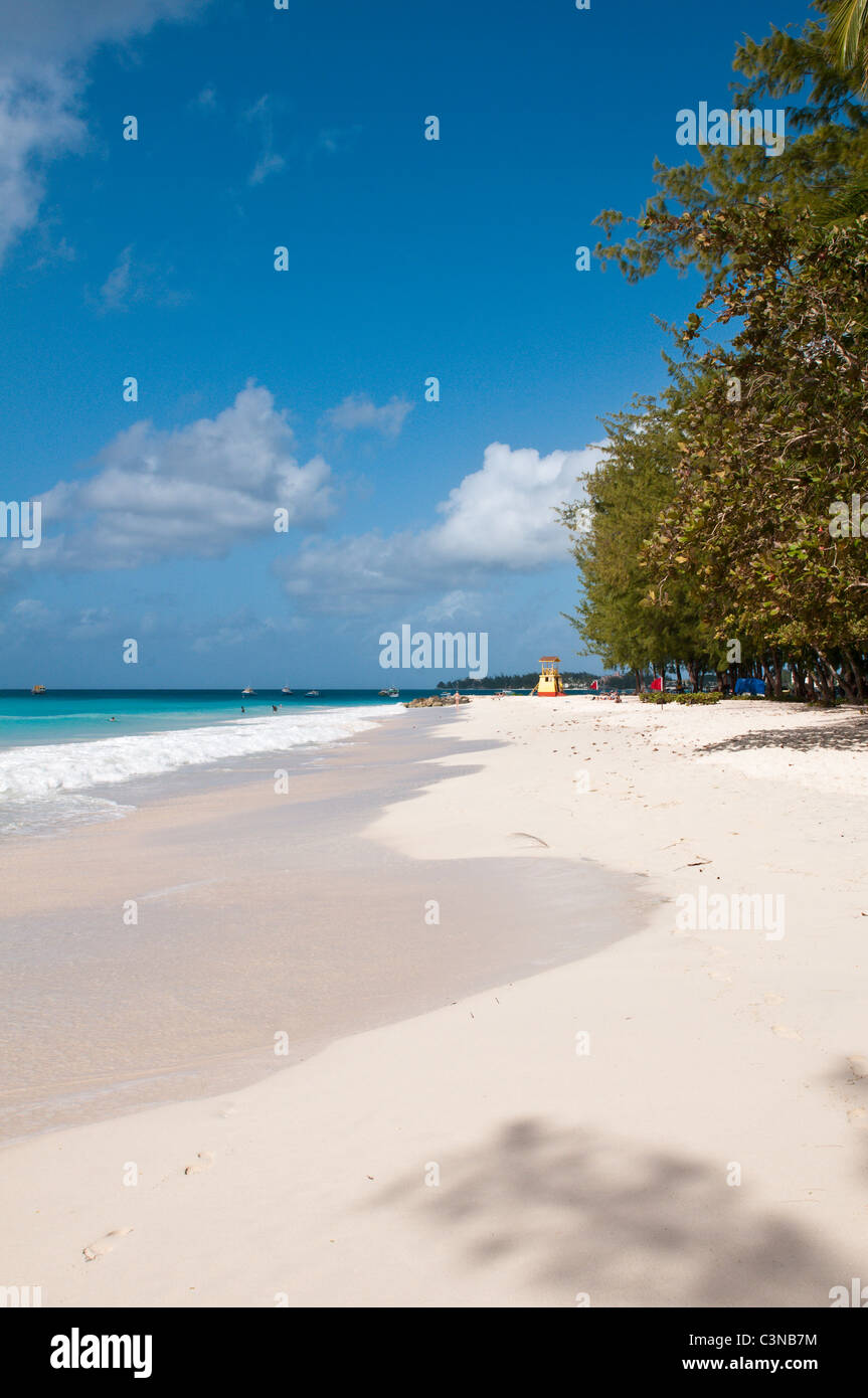 Barbados coconut tree hi-res stock photography and images - Alamy