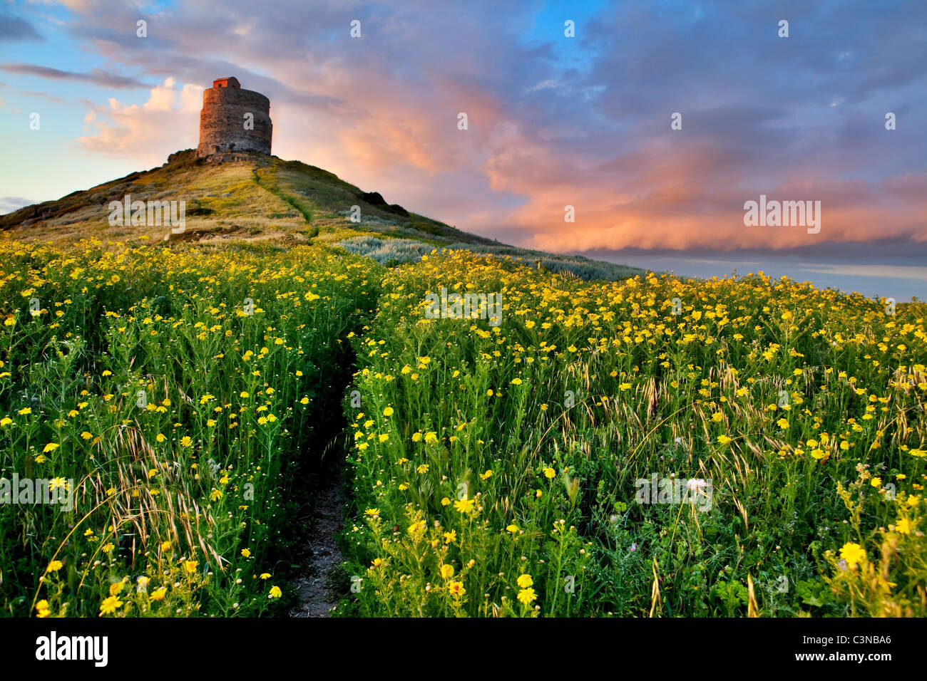 spring flower field with trail to castle tower bright vivid colors ...