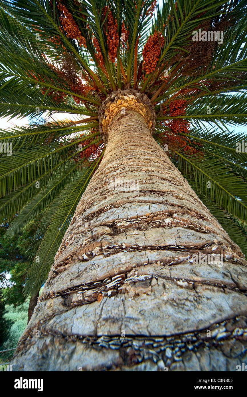 Palm tree trunk bark and leaf looking upward laying down and relaxation ...