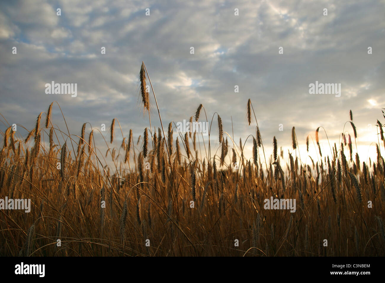 Grainfield at dusk Stock Photo - Alamy