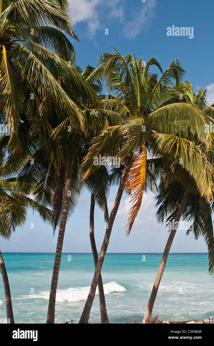 Barbados palm trees hi-res stock photography and images - Alamy