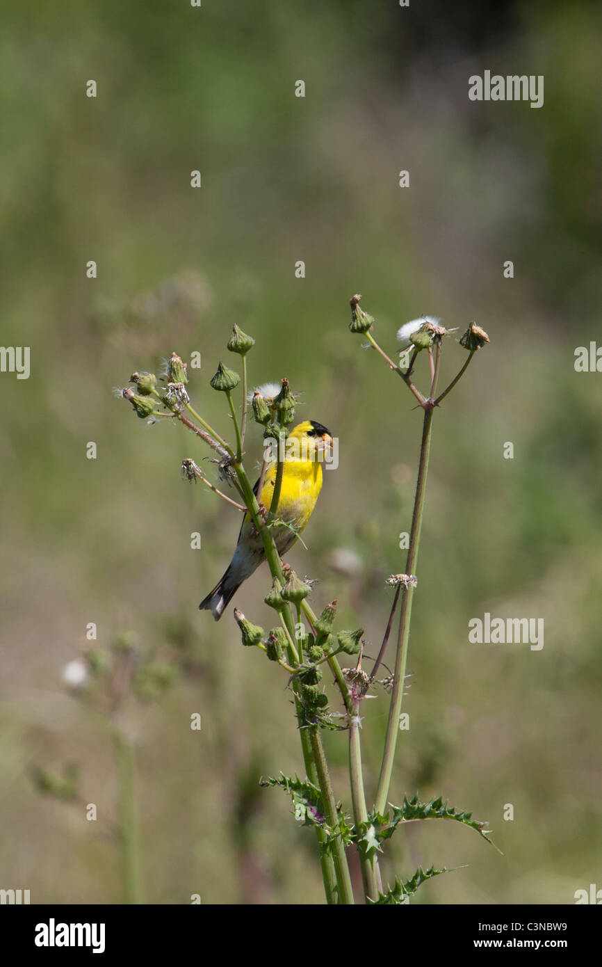 An american goldfinch hi-res stock photography and images - Alamy
