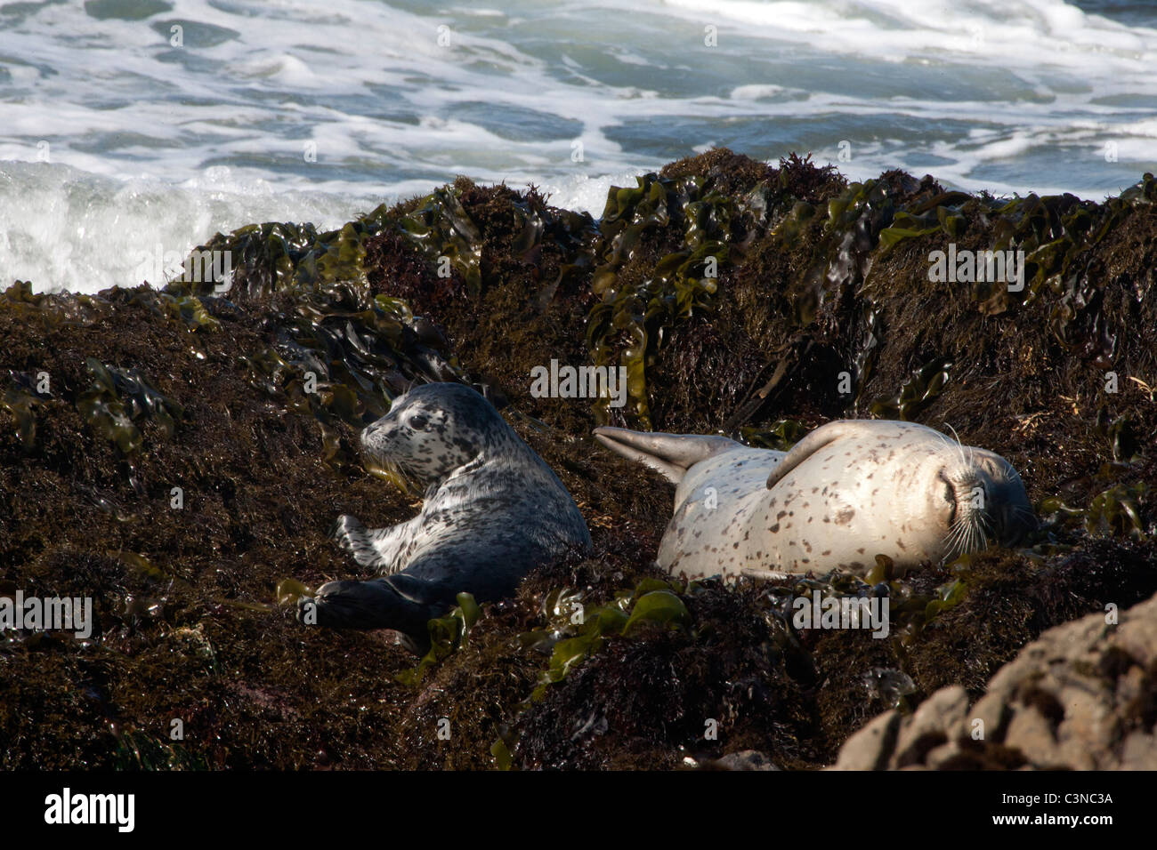 Harbor seal mother pup hi-res stock photography and images - Alamy