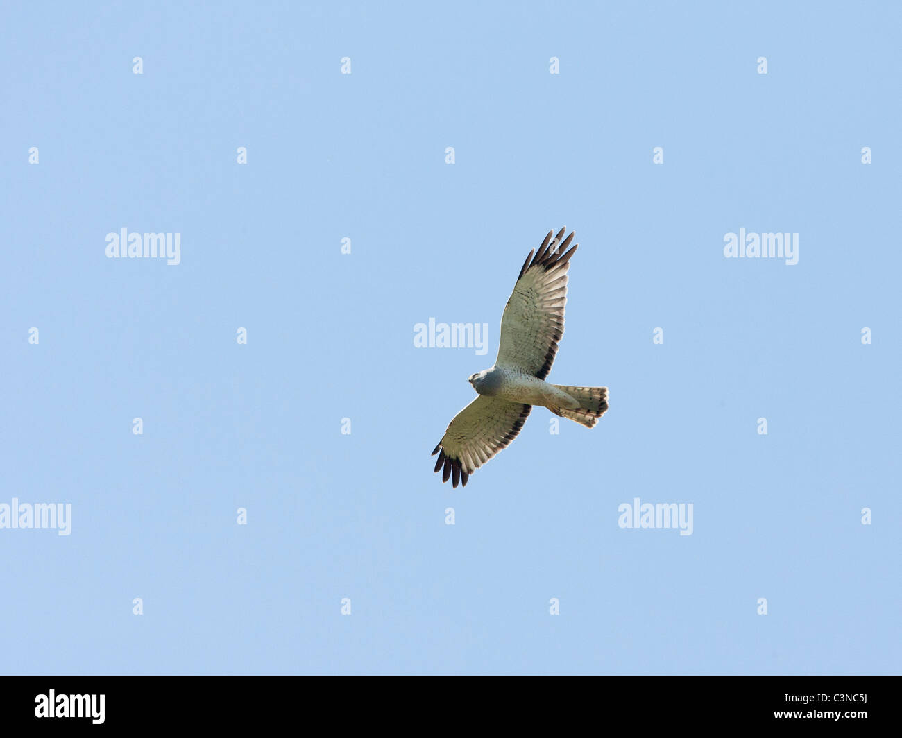 Northern Harrier Male Stock Photos & Northern Harrier Male Stock Images ...