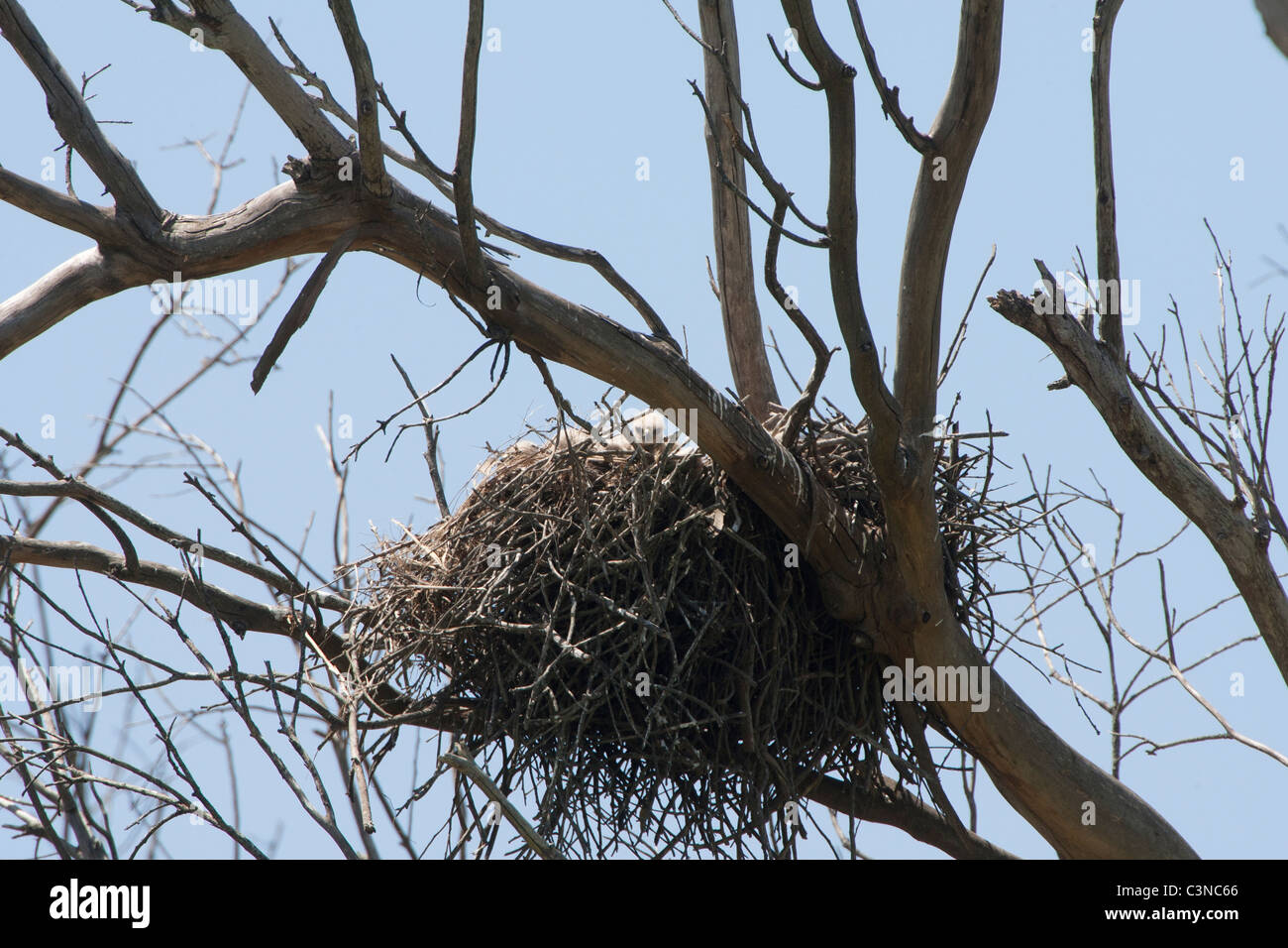 Red tailed Hawk Nest with Young Chicks Stock Photo - Alamy