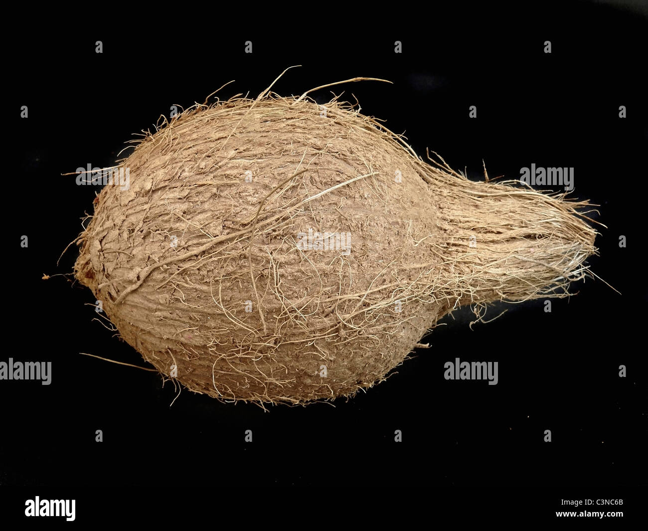 Coconut, Cocos nucifera Stock Photo - Alamy