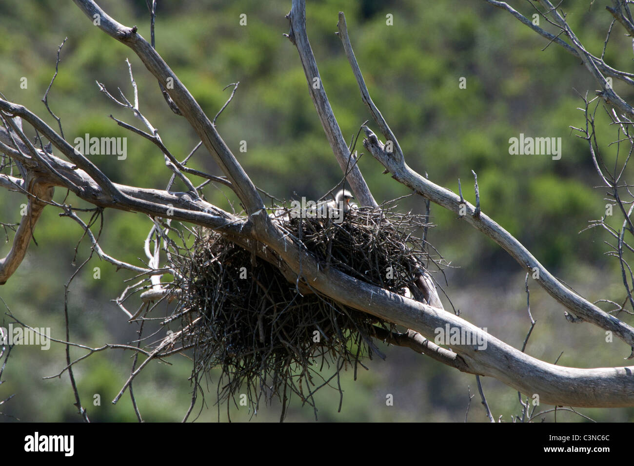 Red tailed Hawk Nest with Young Chicks Stock Photo - Alamy