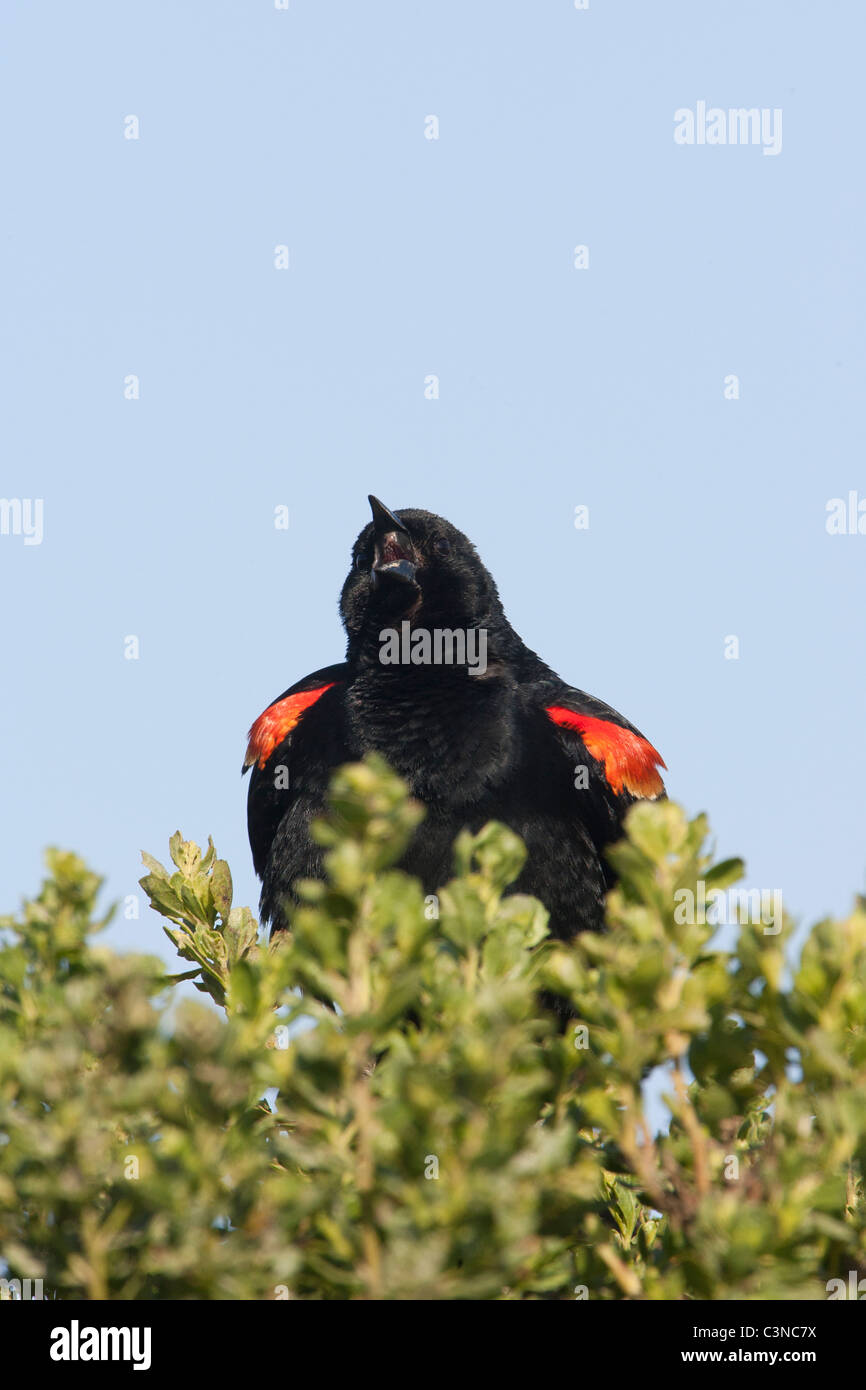 Red winged Blackbird Male Calling Stock Photo - Alamy