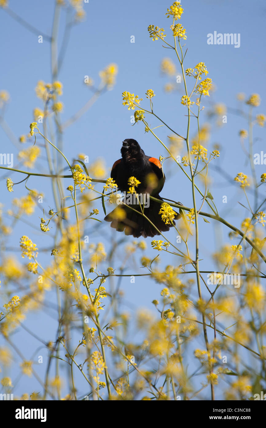 Red winged Blackbird Male Calling Stock Photo - Alamy