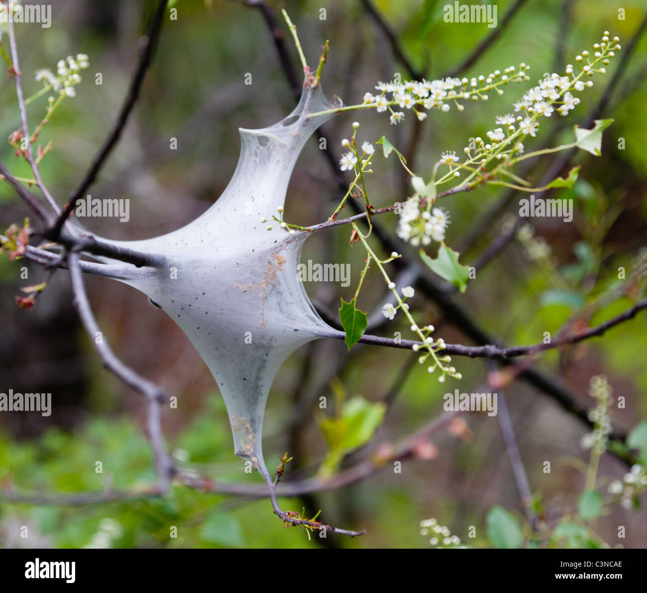 Bagworms hi-res stock photography and images - Alamy