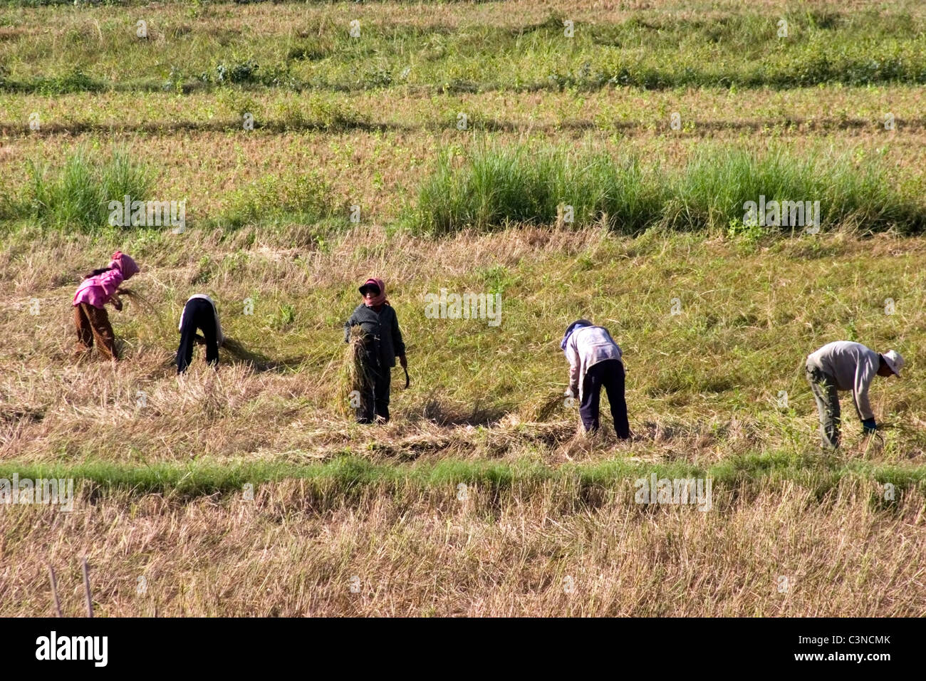 A group of men and women farmers are working in a rice field on a rural ...