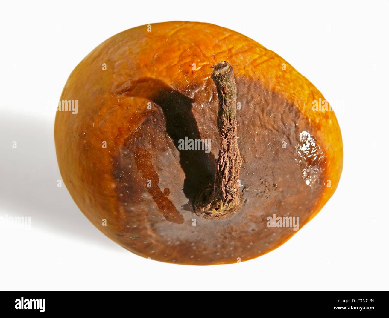 Fruit, Ripe, Rotten Alfonso Mango, India Stock Photo - Alamy