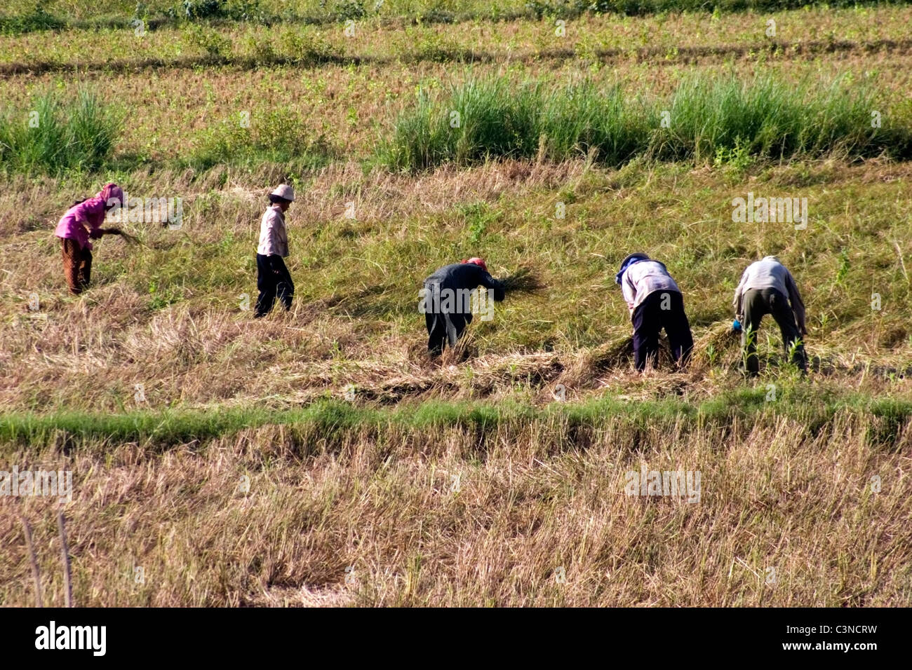 Agricultural laborer on a rice field hi-res stock photography and ...