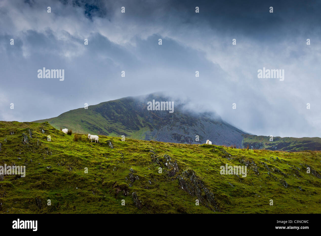 Sheep in Snowdonia Stock Photo - Alamy