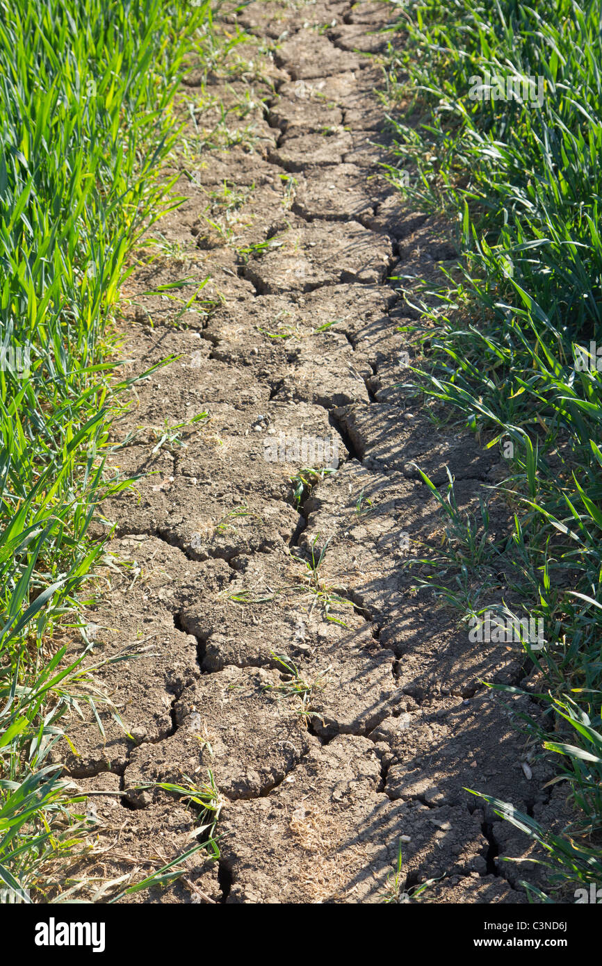 Dry parched hi-res stock photography and images - Alamy