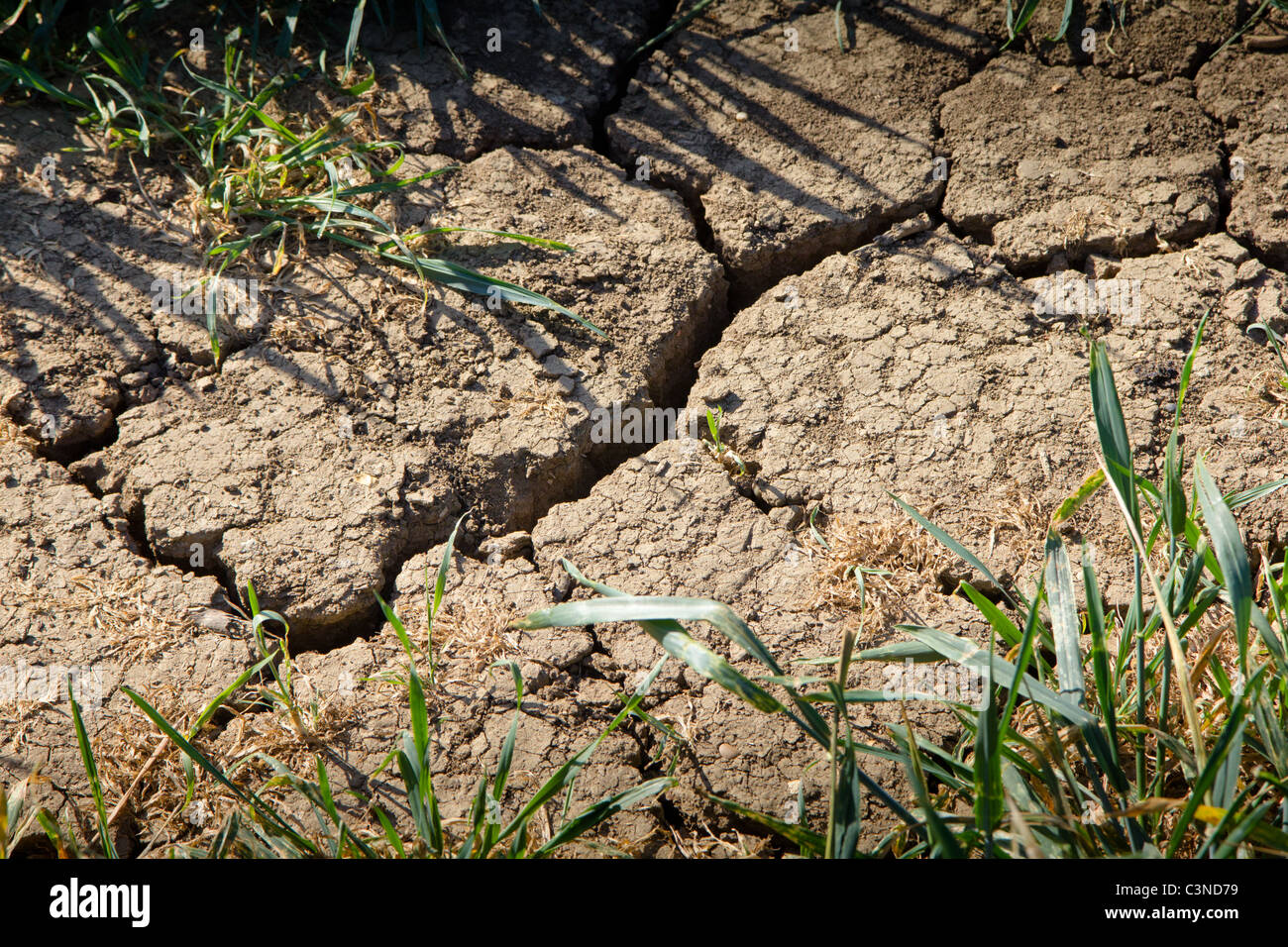 Dry parched hi-res stock photography and images - Alamy