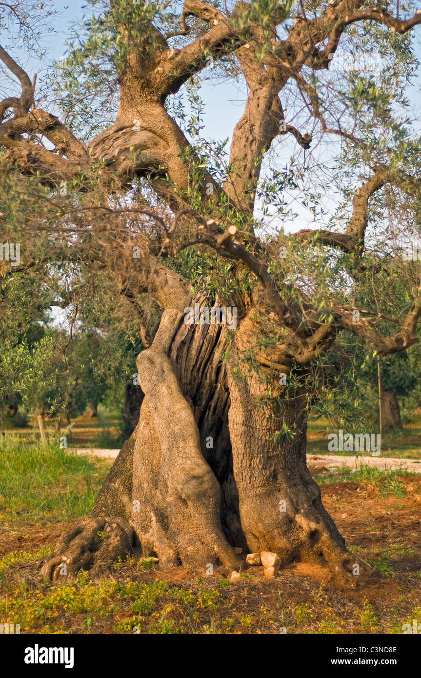 Old Olive Tree (Olea europaea) at Olive Yard near Lecce, Apulia (Puglia ...
