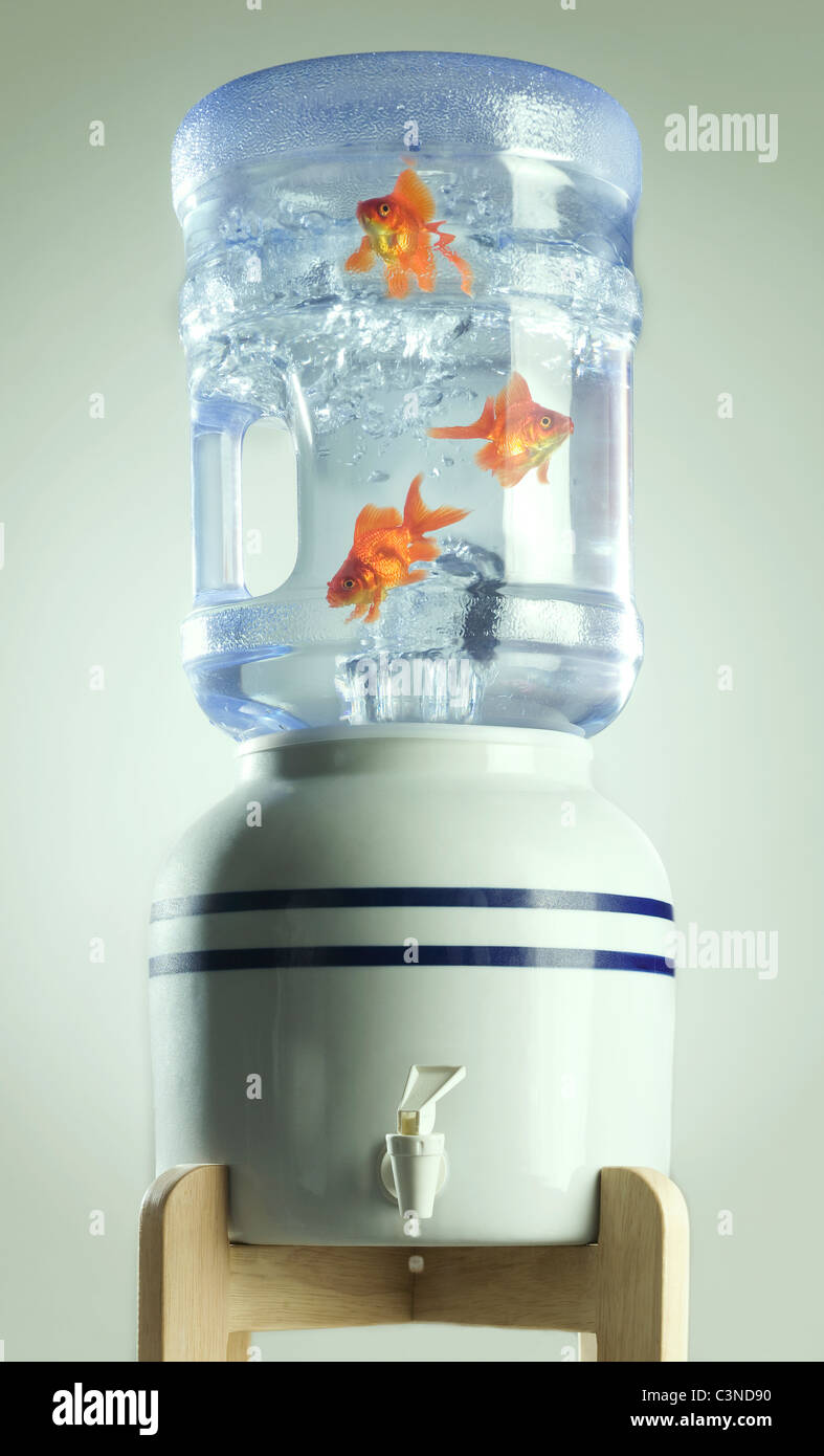 Three fish in a water cooler Stock Photo - Alamy