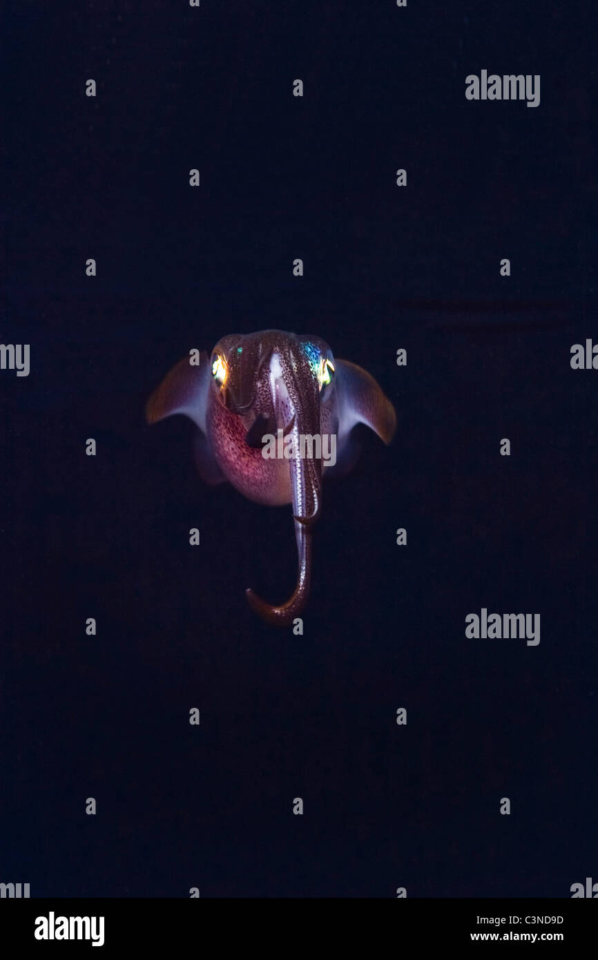 Squid hi-res stock photography and images - Alamy