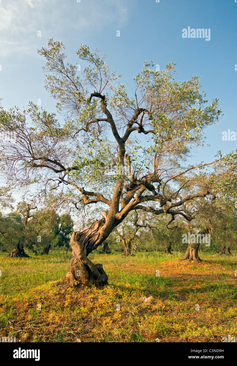 Ancient Olive Tree (Olea europaea) at Olive Grove near Lecce, Apulia ...