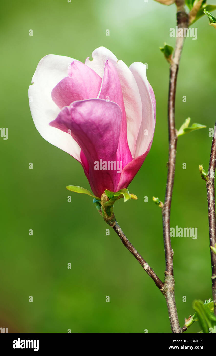 Single bloom of magnolia flower Stock Photo - Alamy