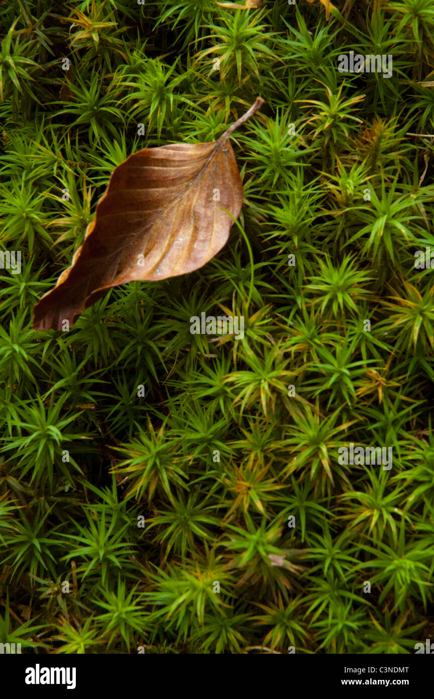 Peat moss leaf hi-res stock photography and images - Alamy