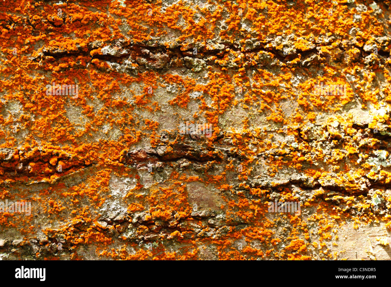 Orange lichen or Trentepohlia alga on a Silver Birch tree, betula ...