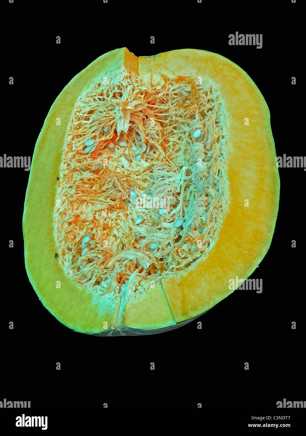 Pumpkin, Cucurbita pepo pepo Stock Photo - Alamy