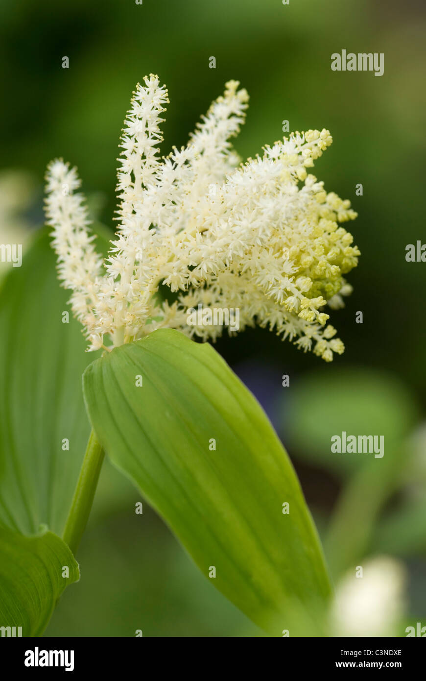 Smilacina racemosa hi-res stock photography and images - Alamy