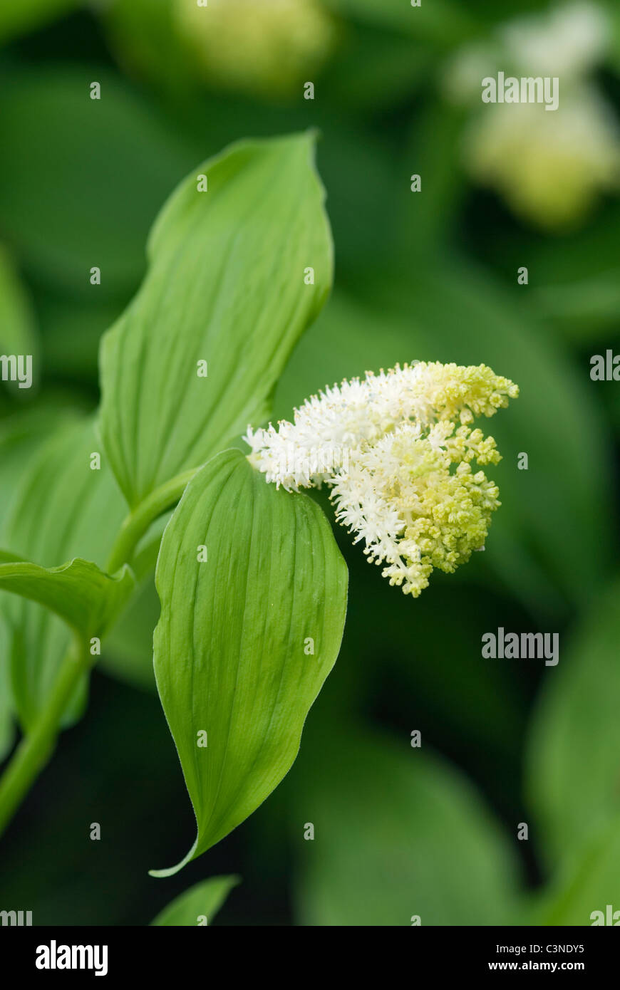 Smilacina racemosa hi-res stock photography and images - Alamy
