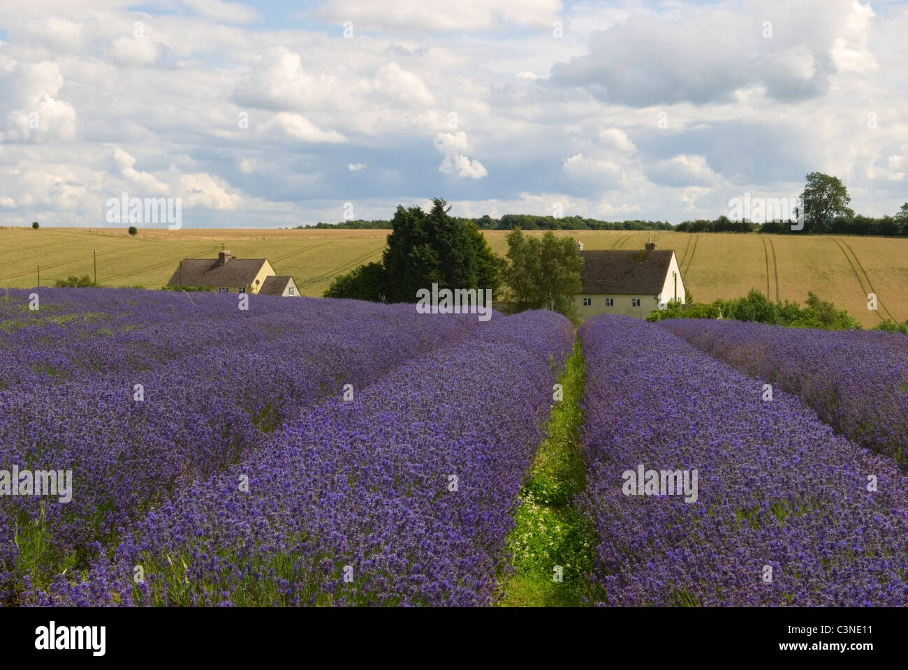 Lavender farm hi-res stock photography and images - Alamy