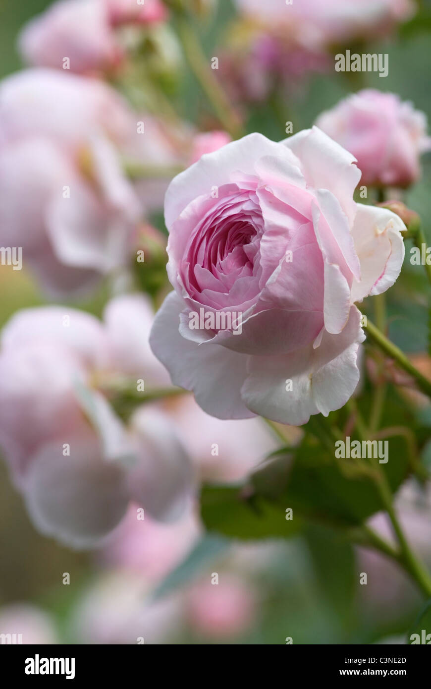 Ausham hi-res stock photography and images - Alamy