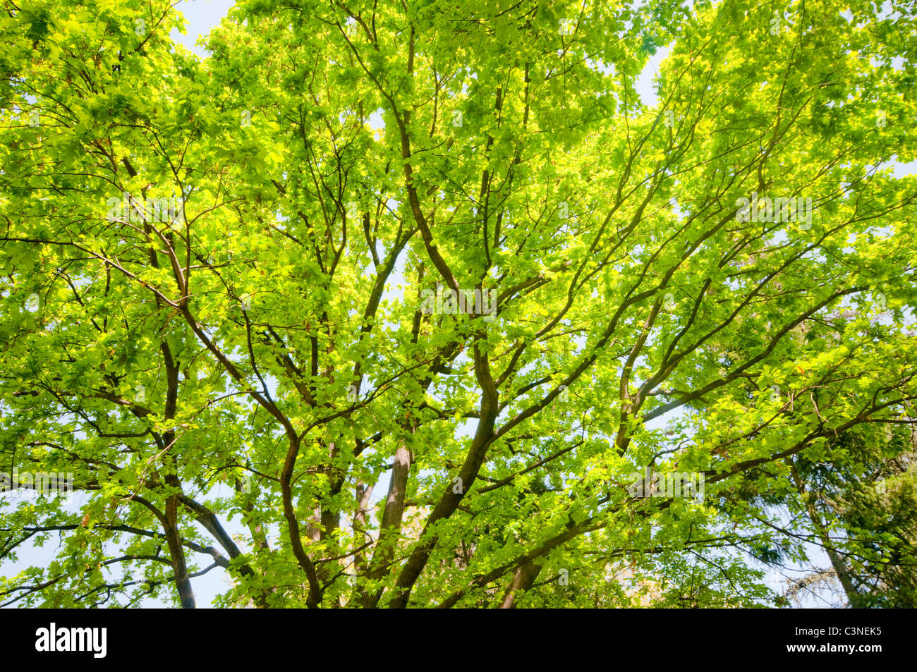 Glowing, vibrant tree with the new spring leaves in a mosaic catching ...