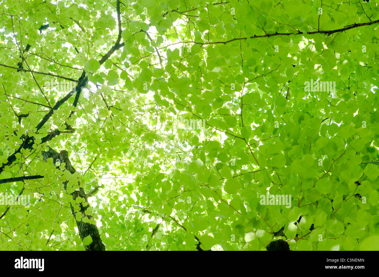 Glowing, vibrant tree with the new spring leaves in a mosaic catching ...