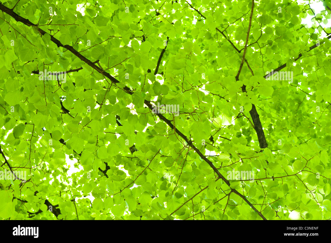 Glowing, vibrant tree with the new spring leaves in a mosaic catching ...