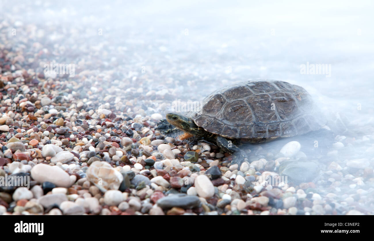 Small turtle crawling in sea waves on the beach Stock Photo - Alamy