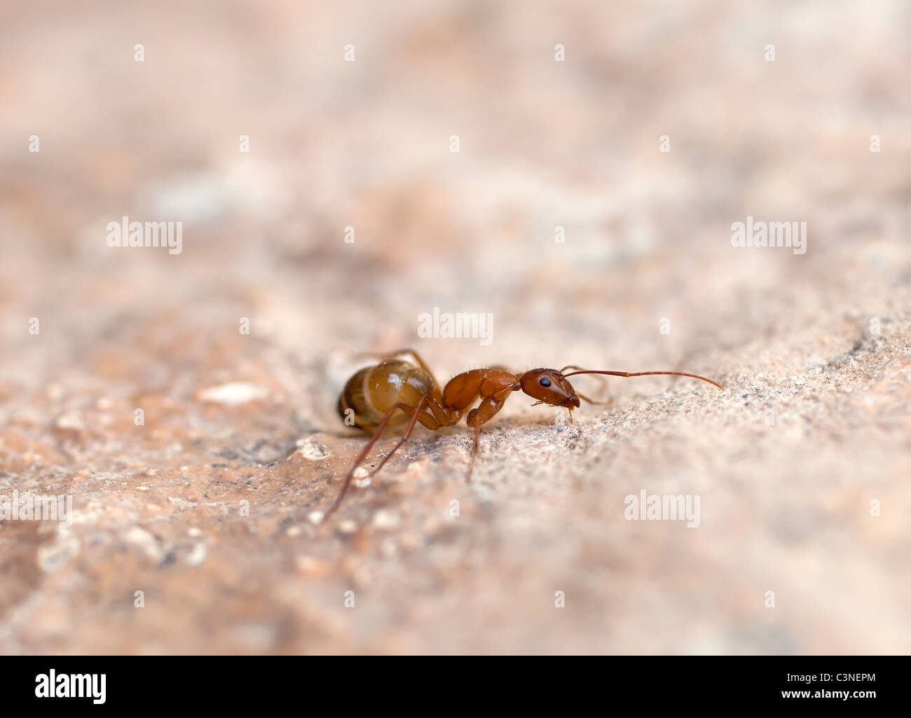 Brown ant on the rock, macro view Stock Photo - Alamy