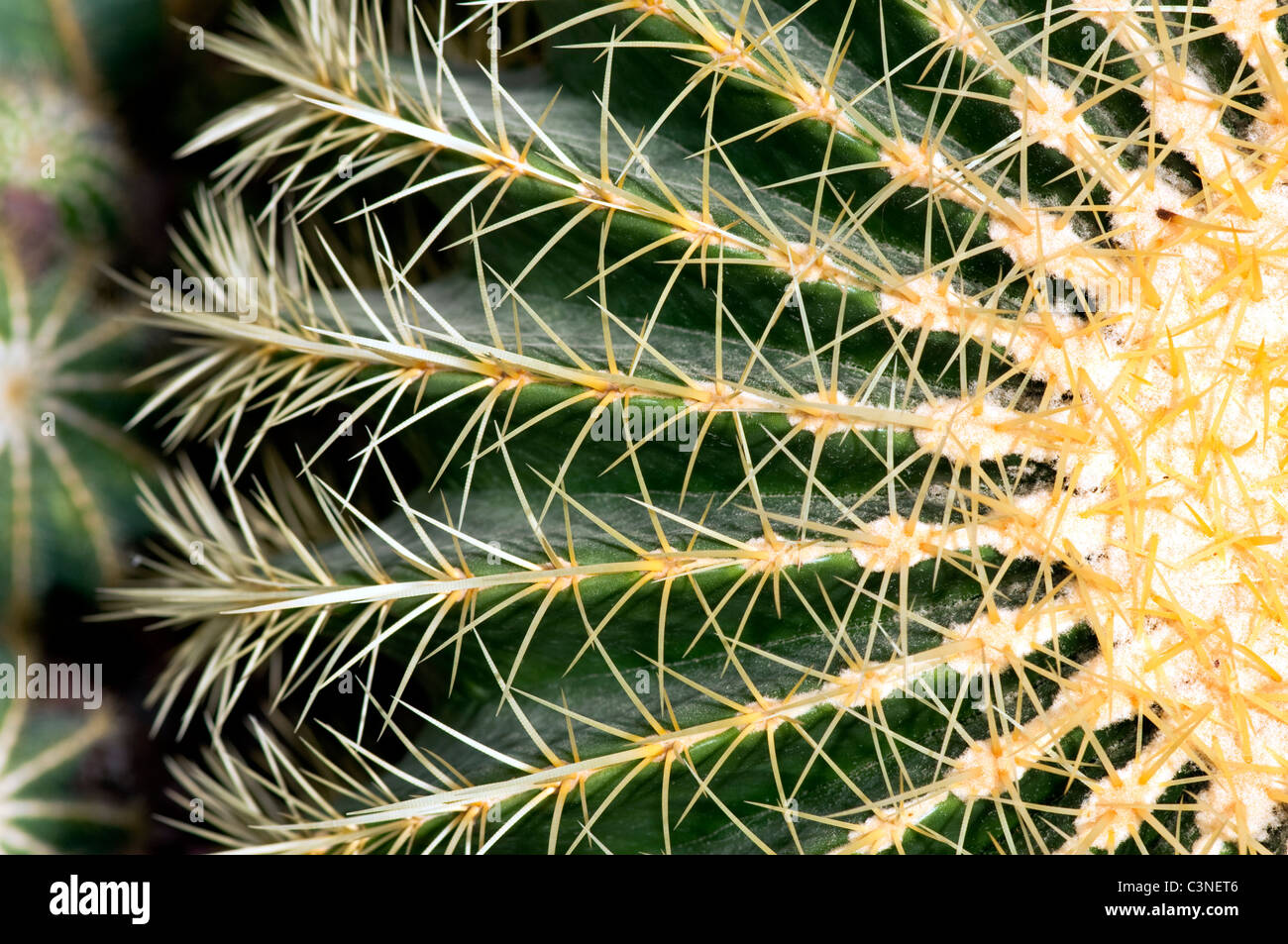 Cactaceae spines detail hi-res stock photography and images - Alamy