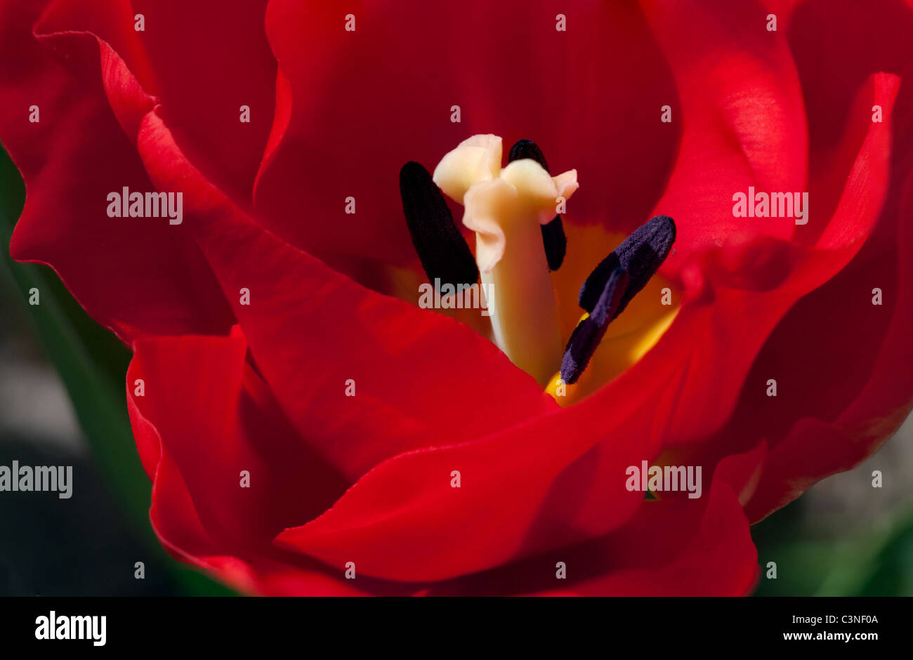 Deep purple stigma hi-res stock photography and images - Alamy