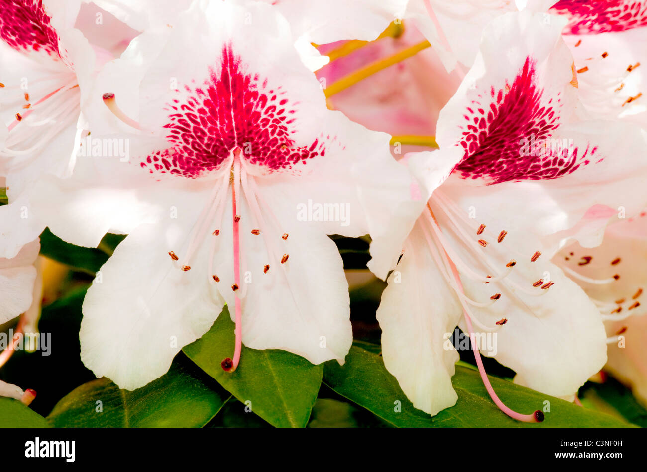 Flo triangular hi-res stock photography and images - Alamy