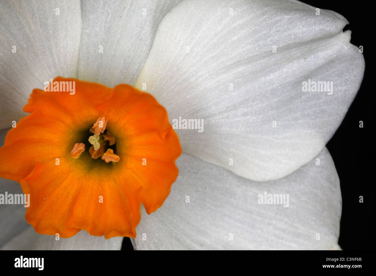 Daffodils - Narcissus geranium - flower detail - Narcissus tazetta ...