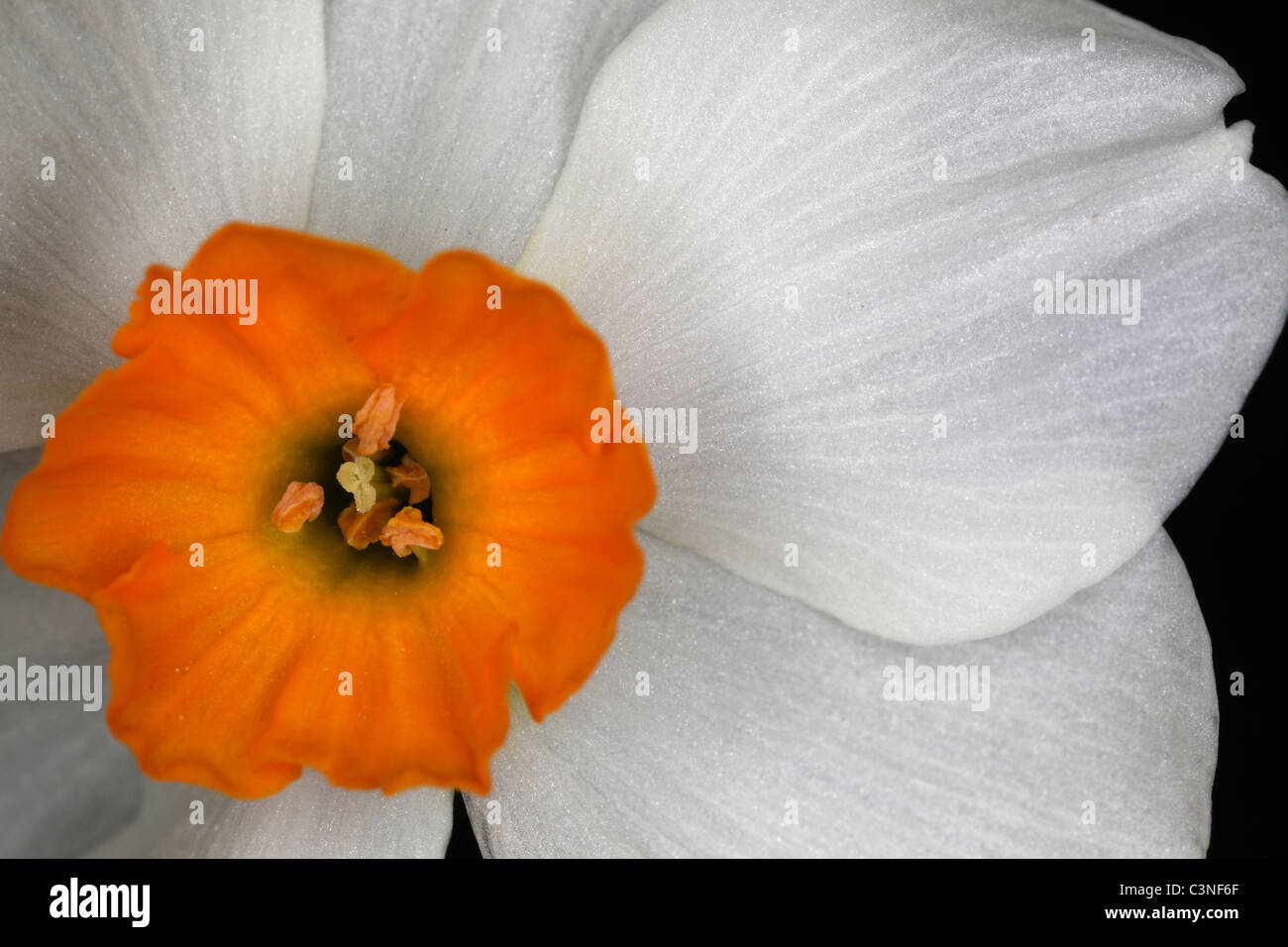 Daffodils - Narcissus geranium - flower detail - Narcissus tazetta ...