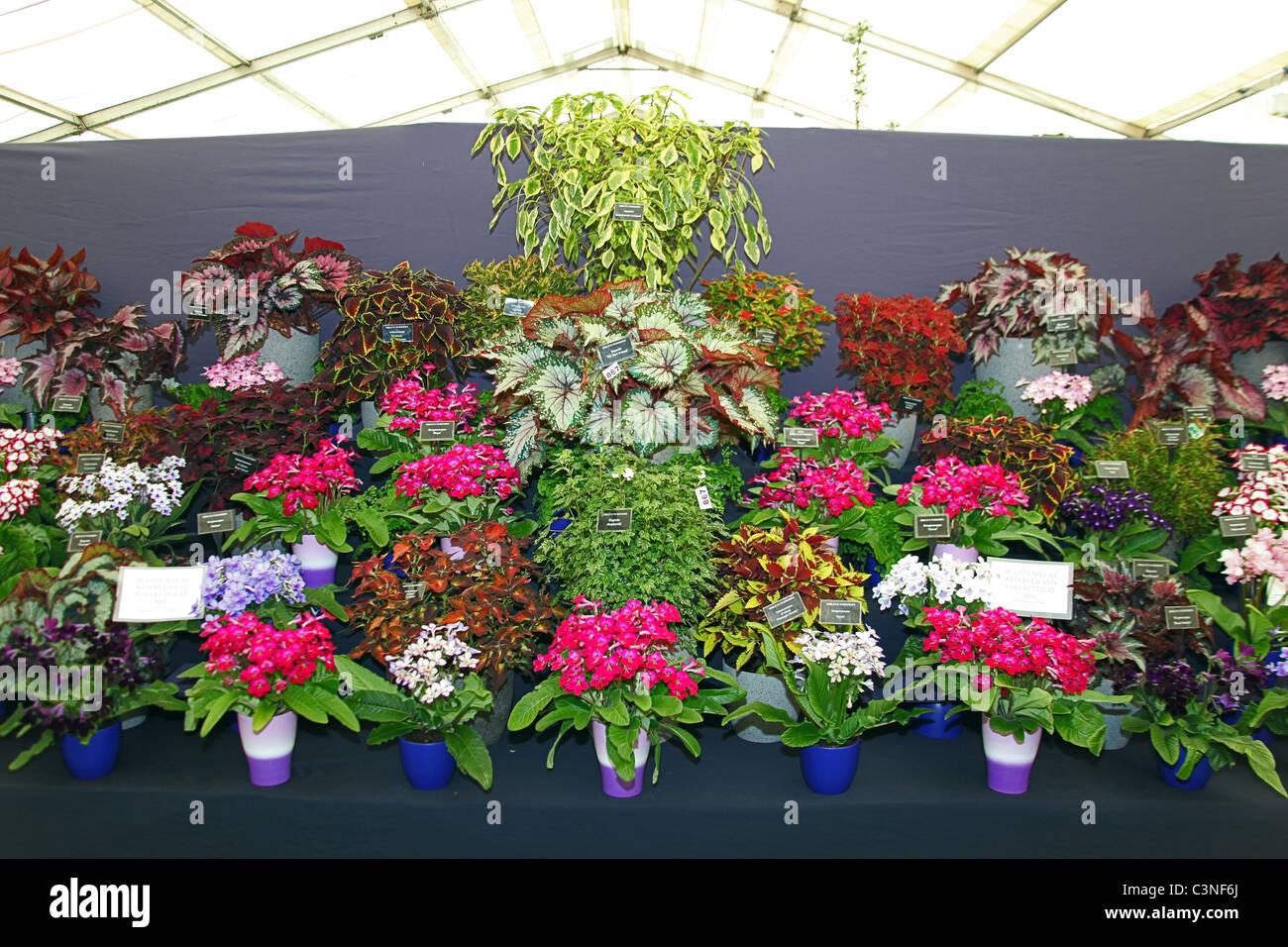 A colourful display of foliage and floral plants in the Floral Marquee ...