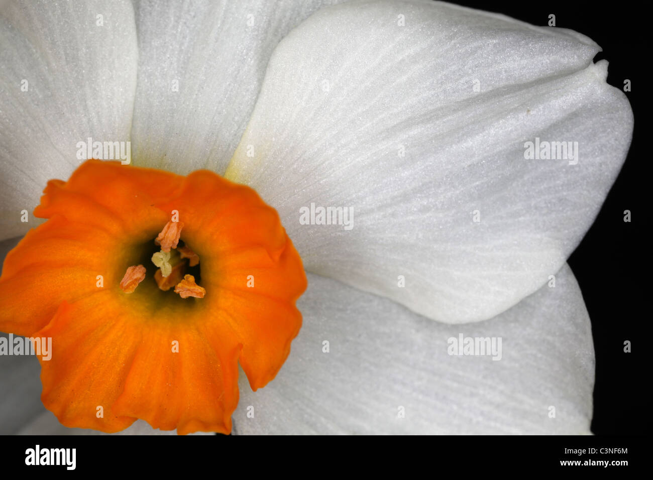 Daffodils - Narcissus geranium - flower detail - Narcissus tazetta ...