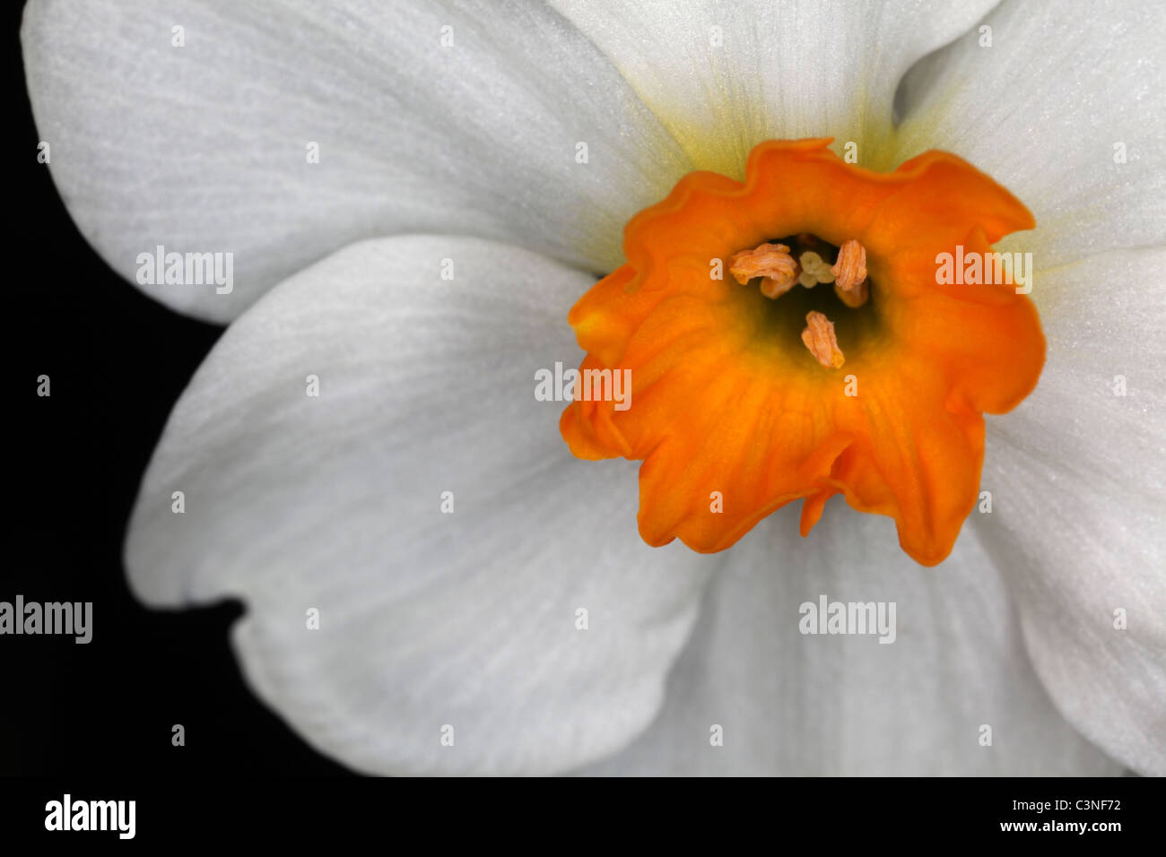 Narcissus Geranium Stock Photos & Narcissus Geranium Stock Images - Alamy